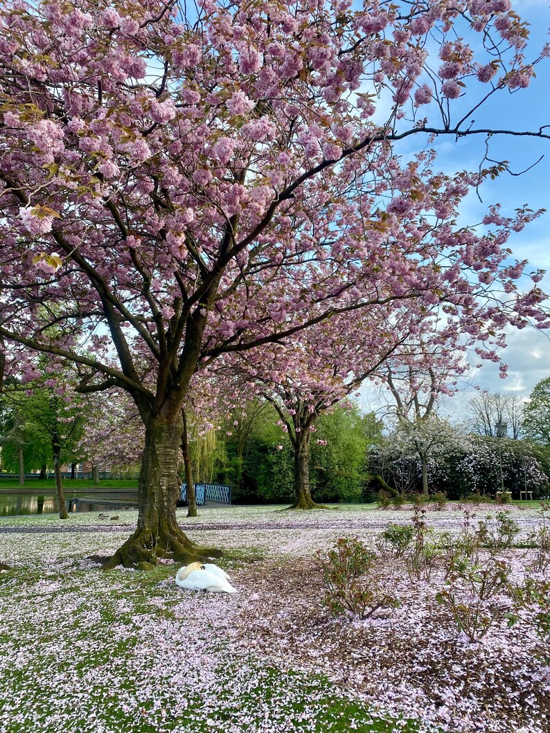 Swan and Cherry Blossom Tree Digital Print | Wall Art - Etsy