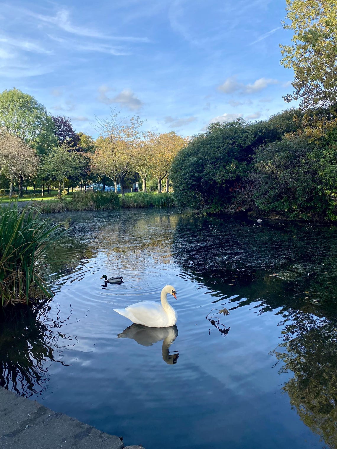 Swan Serenity in Victoria Park Digital Art Print - Etsy