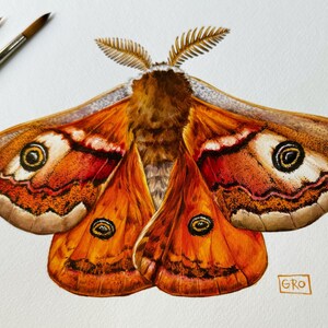 Emperor Moth Watercolor Original Painting - Handcrafted Insect ...