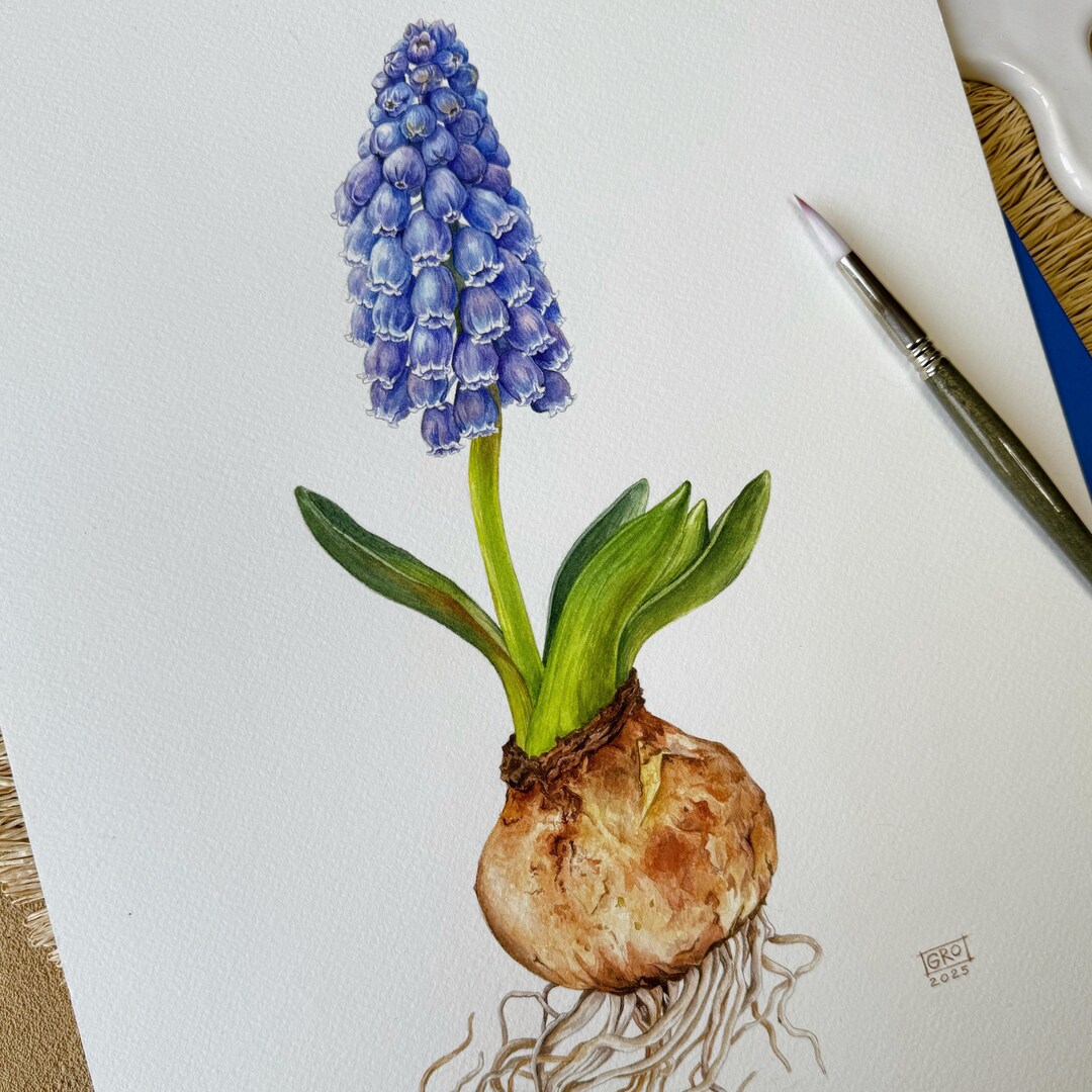 Whimsical Muscari Watercolor Painting - Botanical Illustration ...