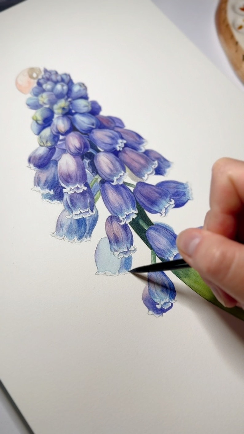 Muscari Original Watercolor Flower Painting - Hand-painted Botanical ...