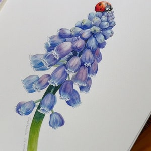 Muscari Original Watercolor Flower Painting - Hand-painted Botanical ...