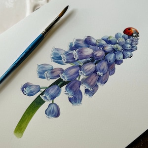 Muscari Original Watercolor Flower Painting - Hand-painted Botanical ...