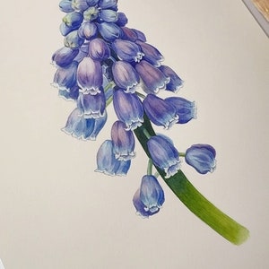 Muscari Original Watercolor Flower Painting - Hand-painted Botanical ...