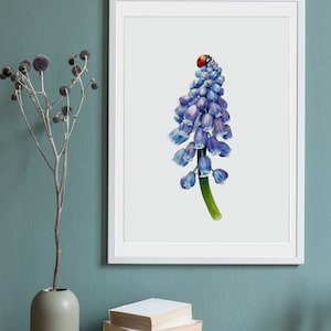 Muscari Original Watercolor Flower Painting - Hand-painted Botanical ...