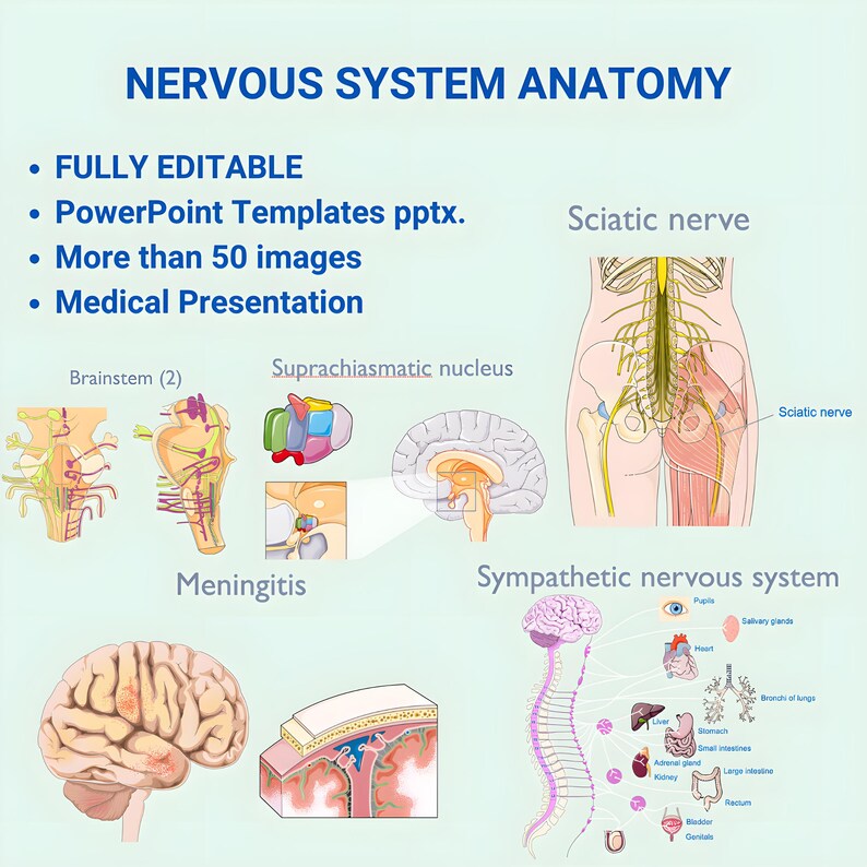Nervous System Anatomy | Powerpoint Fully Editable Templates | Medical ...