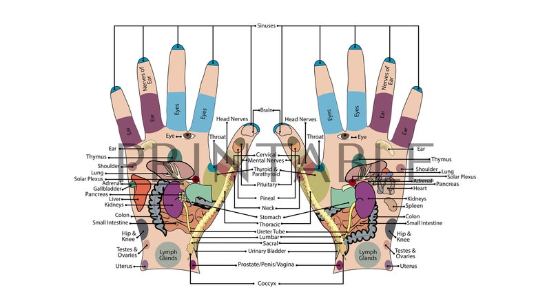 Hand Reflexology Chart: Anatomy Poster for Medspa (digital Download) - Etsy