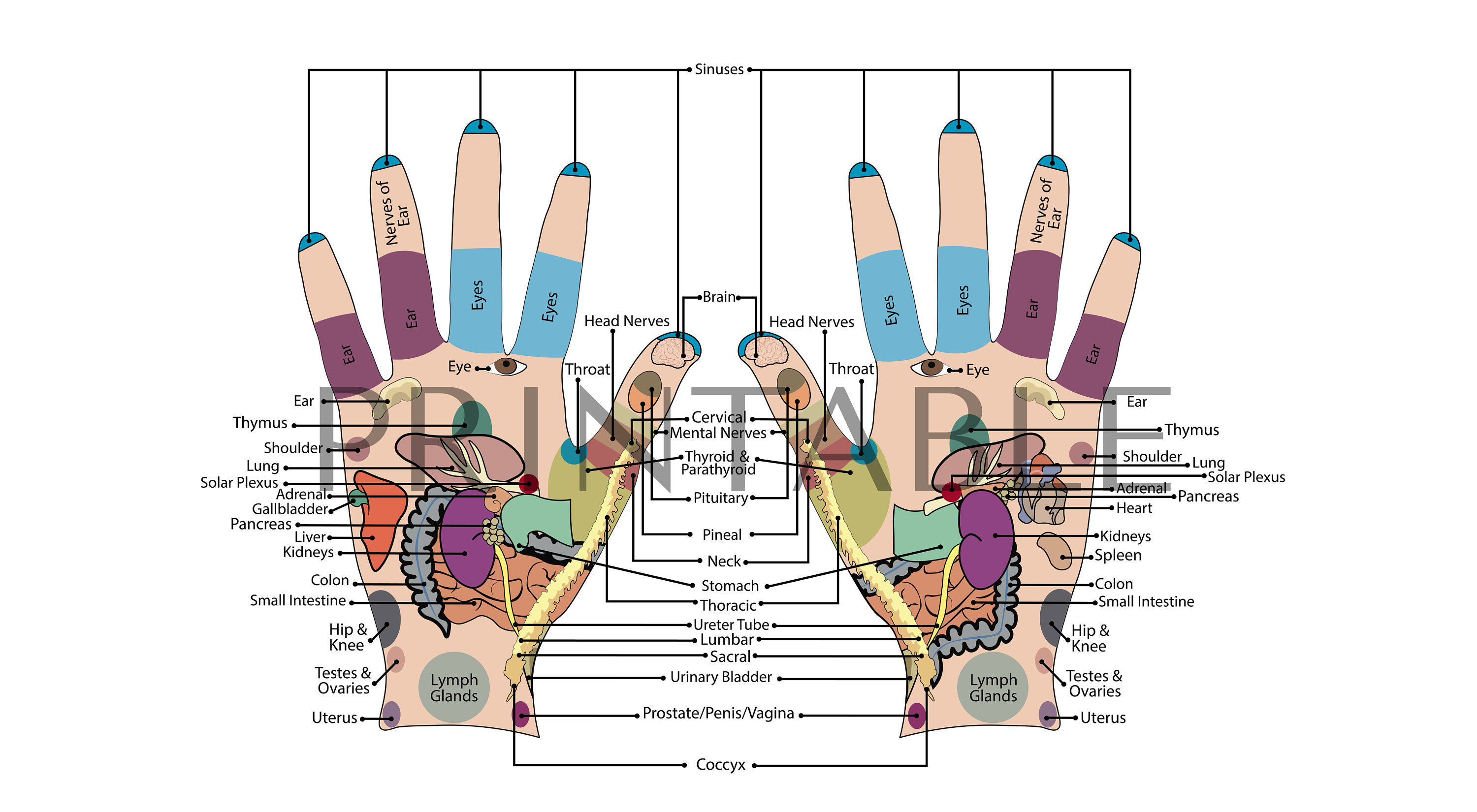 Hand Reflexology Chart: Anatomy Poster for Medspa (digital Download) - Etsy