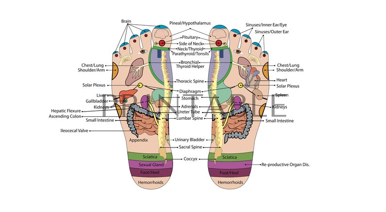 Foot Reflexology Chart: Feet Acupuncture, Massage Poster (digital ...
