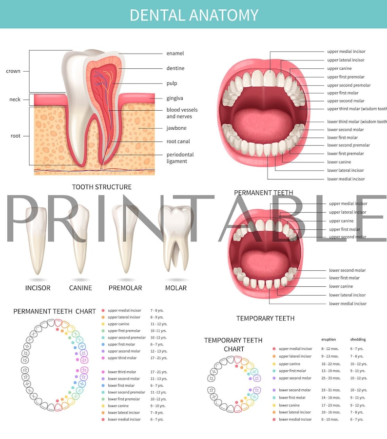 Tooth Anatomy Chart | Printable Tooth Art | Tooth Anatomy | Poster ...