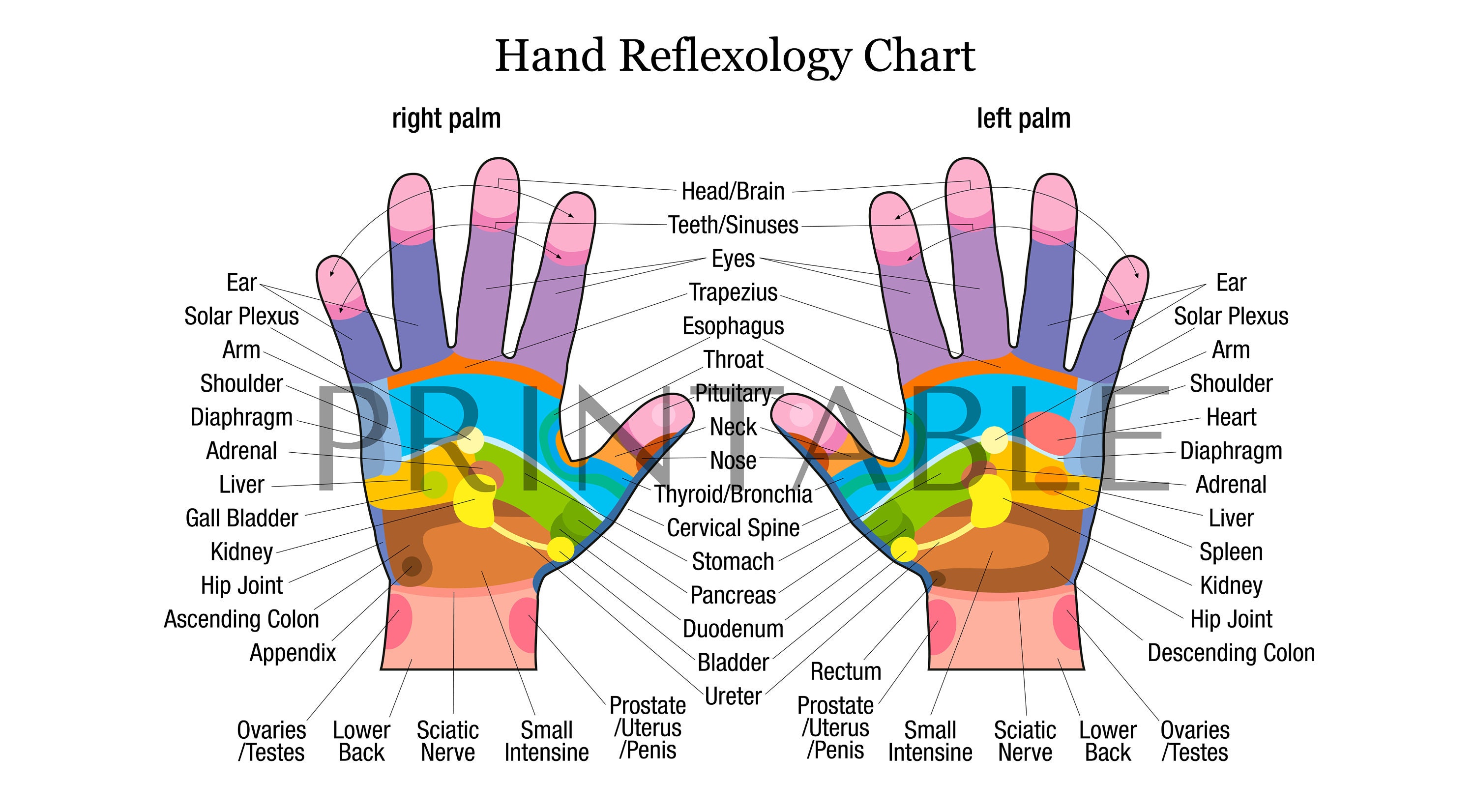 Hand Reflexology Chart: Anatomy Poster (digital Download) - Etsy