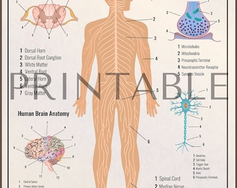 Nervous System Anatomy Neuroscience Art Nervous System Poster ...