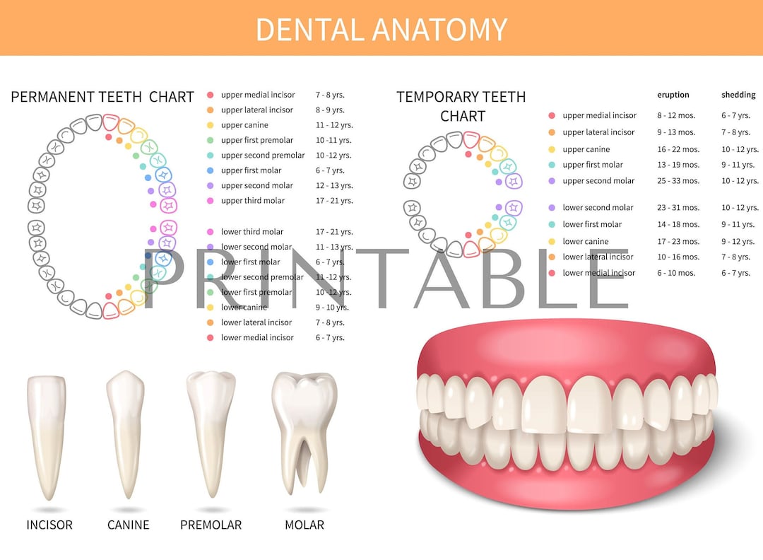 Tooth Anatomy Chart | Printable Tooth Art | Tooth Anatomy | Poster ...