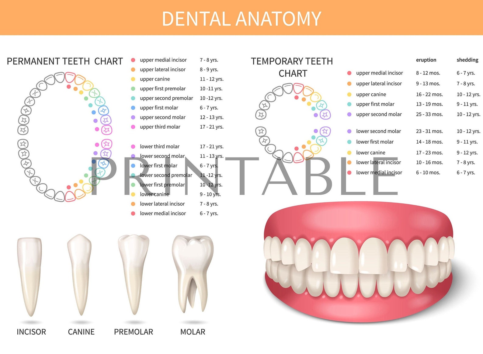 Tooth Anatomy Chart | Printable Tooth Art | Tooth Anatomy | Poster ...