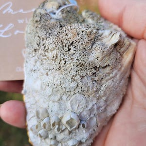 Cardinal Anytime Oyster Shell Ornament. Strung With Two Pearls. Sweet ...