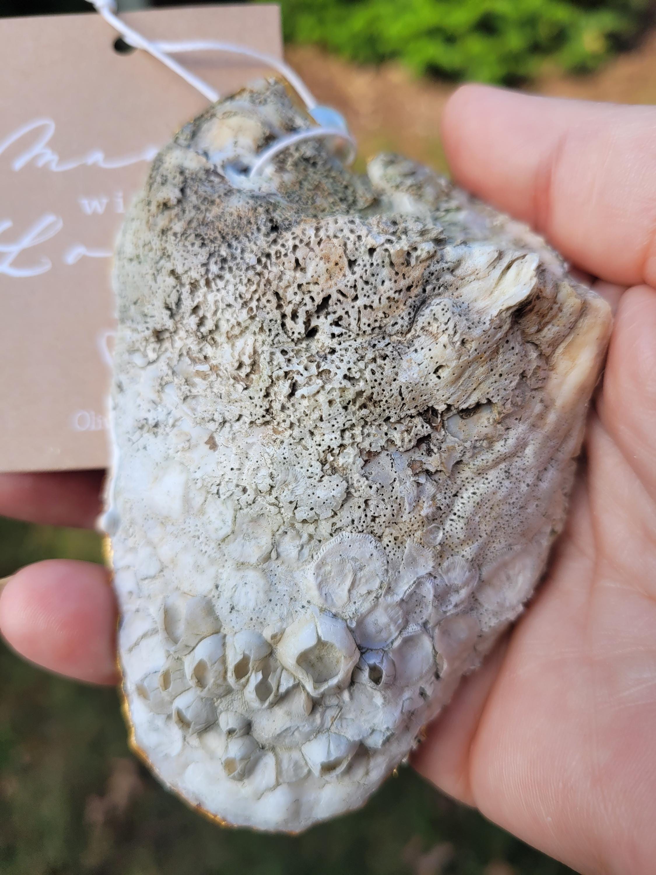 Cardinal Anytime Oyster Shell Ornament. Strung With Two Pearls. Sweet ...