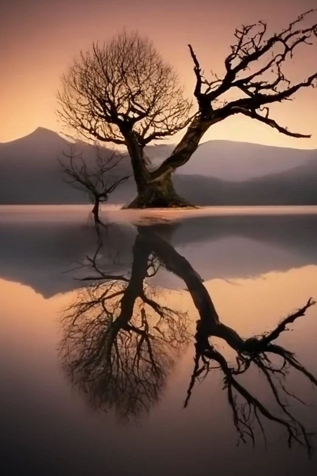 Tree Shading Wall Art Print. Printable Wall Art. Digital Download ...