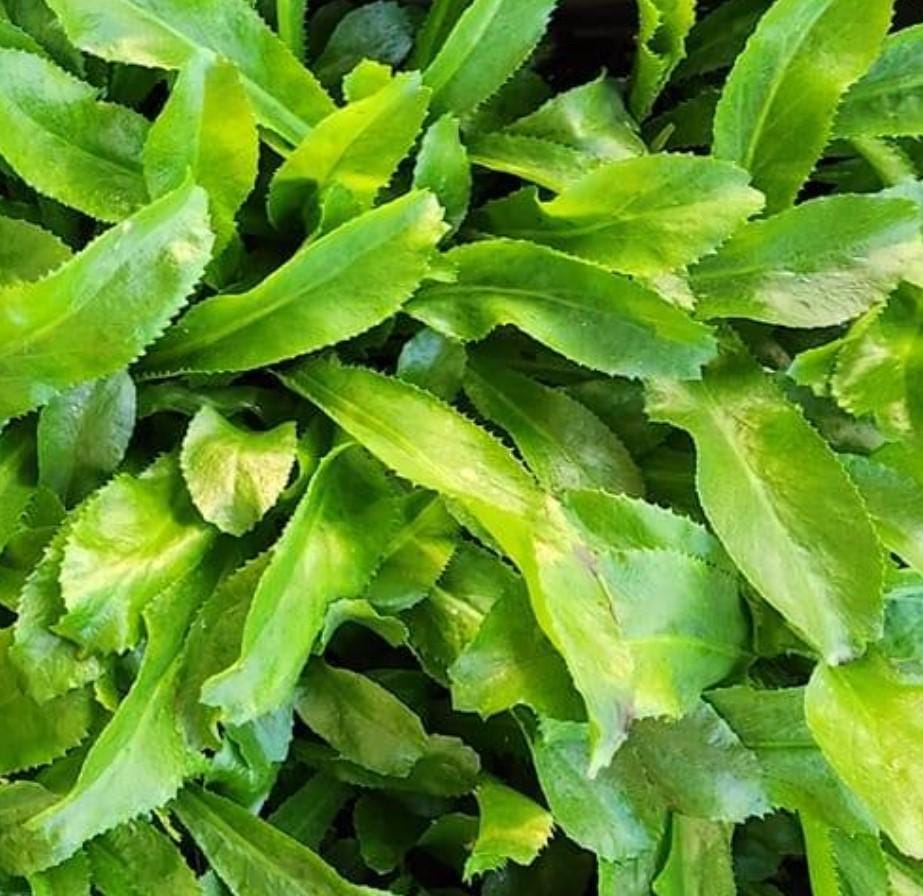 Culantro Seeds | Heirloom - Etsy