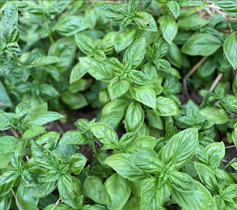 Italian Large Leaf Basil Seeds | Heirloom | Herb | Organic - Etsy