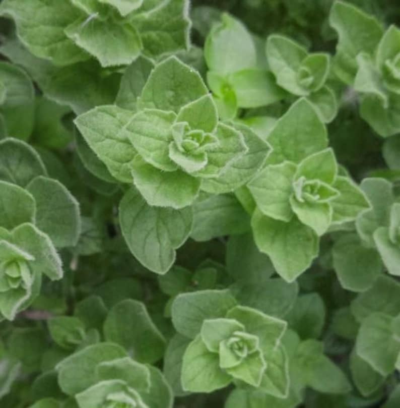 Greek Oregano | Heirloom | Herb - Etsy