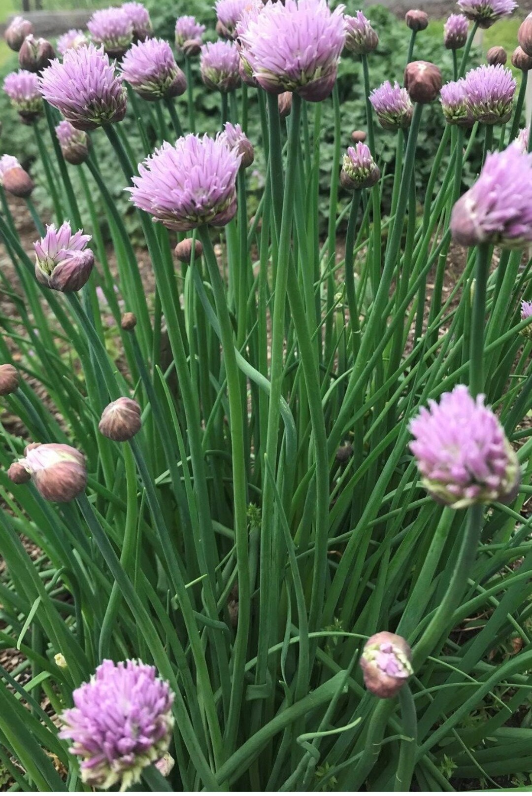Common Chives Seeds | Heirloom - Etsy
