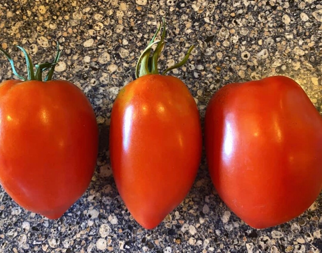 Amish Paste Tomato Seeds | Heirloom | Organic - Etsy