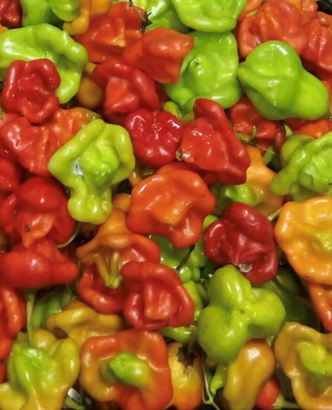 Ubatuba Cambuchi Pepper Seeds | Heirloom | Organic - Etsy