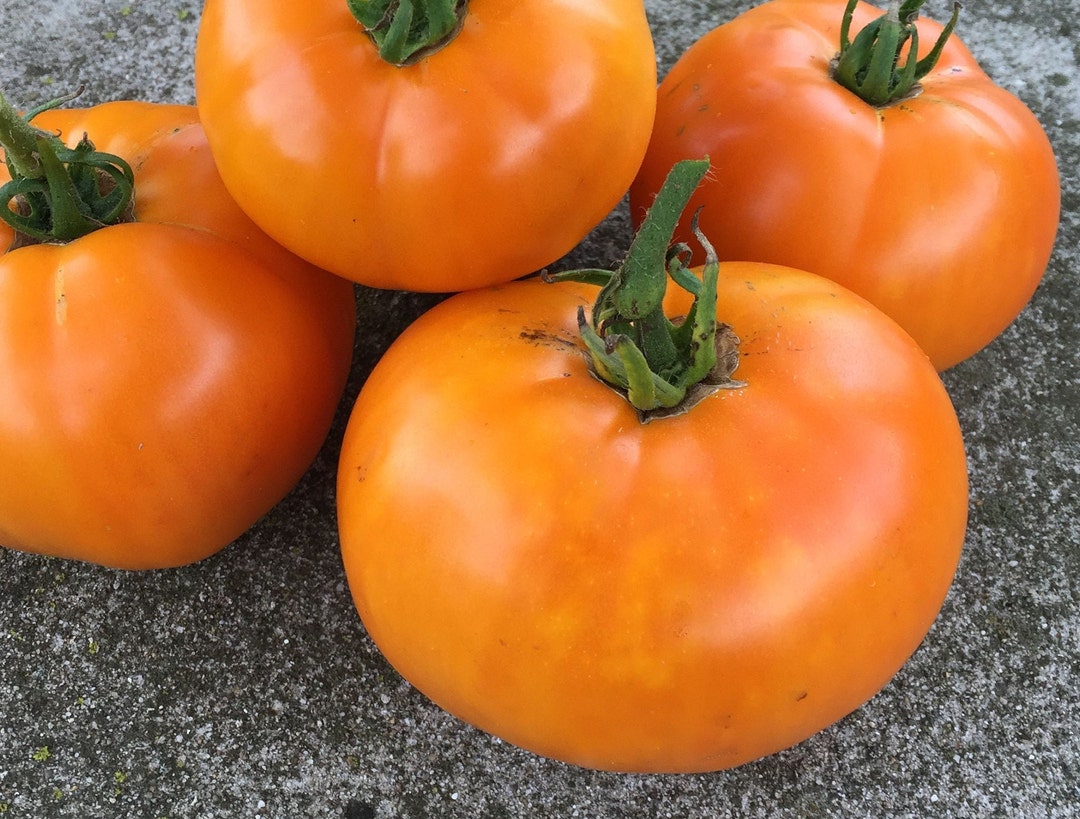Nebraska Wedding Tomato Seeds | Heirloom - Etsy