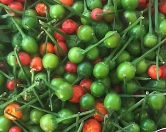 Wild Chiltepin Chile Pepper Seeds capsicum Annuum Chili SHU 50,000100 ...