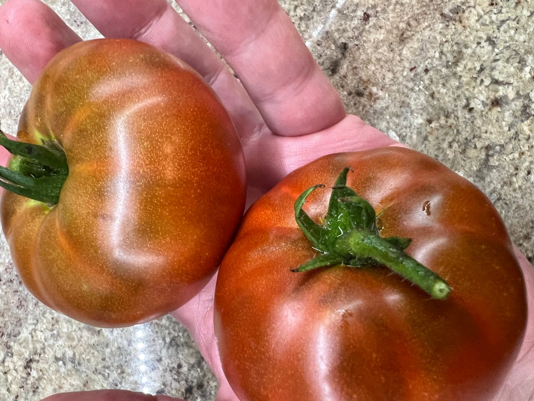 Tasmanian Chocolate Tomato Seeds - Etsy