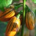 Striped Togo Eggplant Seeds - Etsy