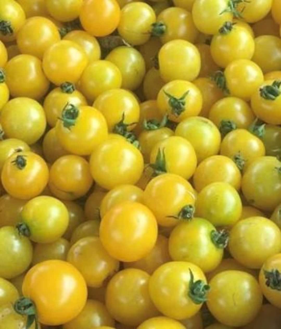 Galina Tomato Seeds - Etsy