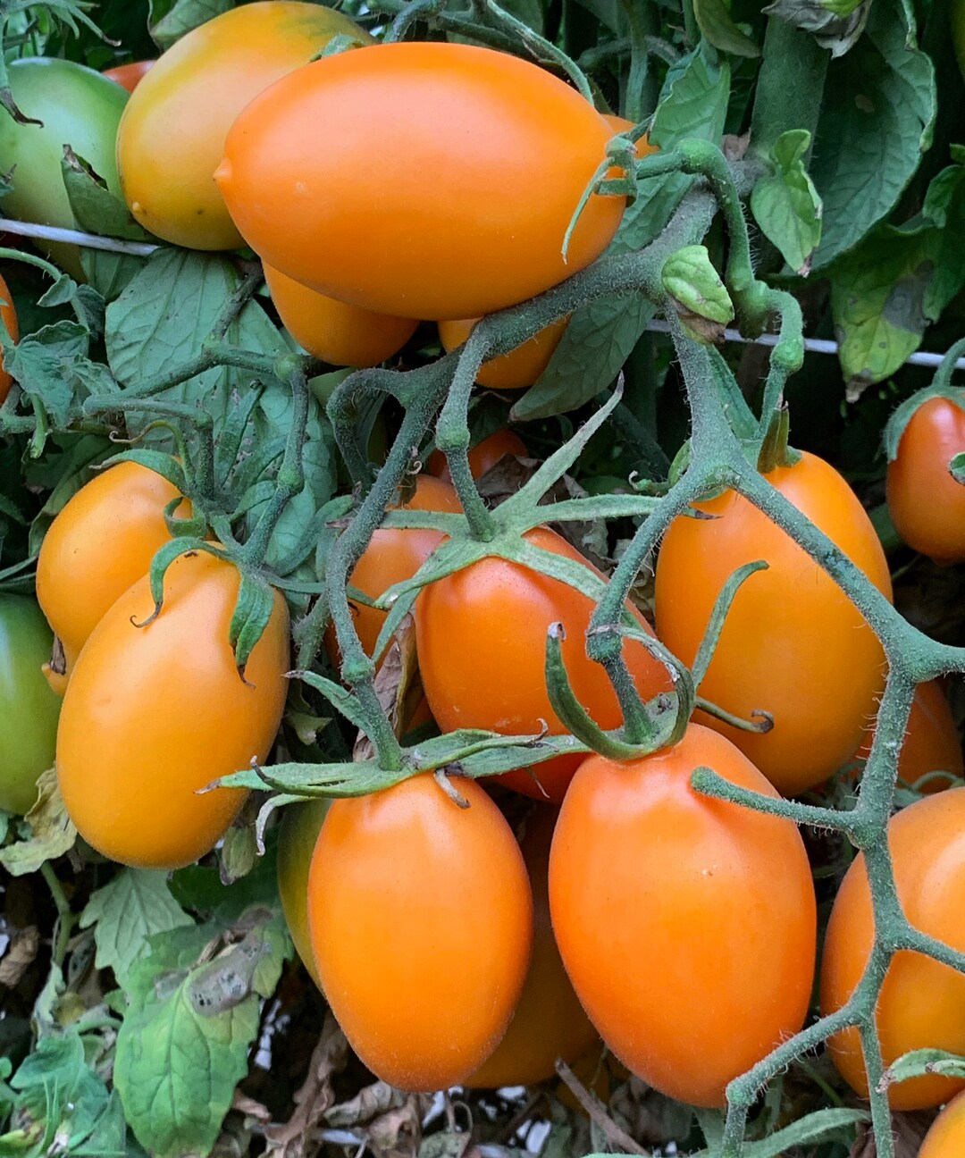 Orange Roma Tomato Seeds - Etsy