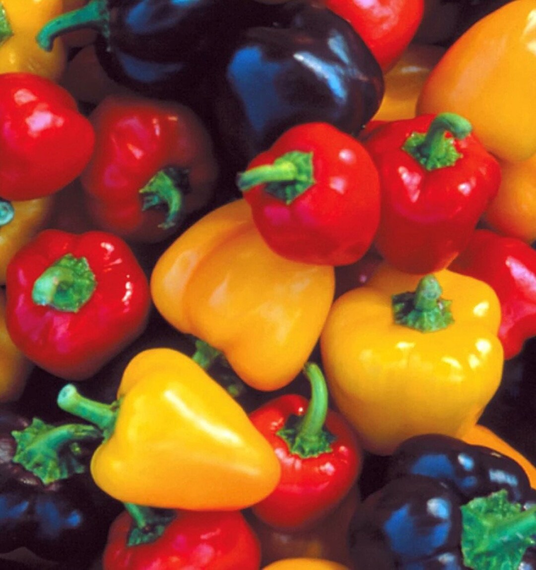 Mini Bell Pepper Seed Mix | Heirloom - Etsy