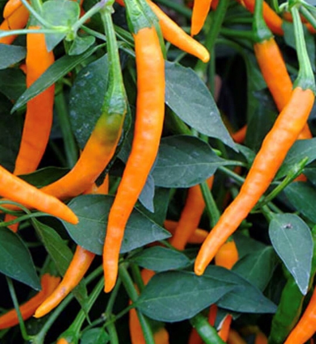 Orange Cayenne Pepper Seeds | Hot - Etsy