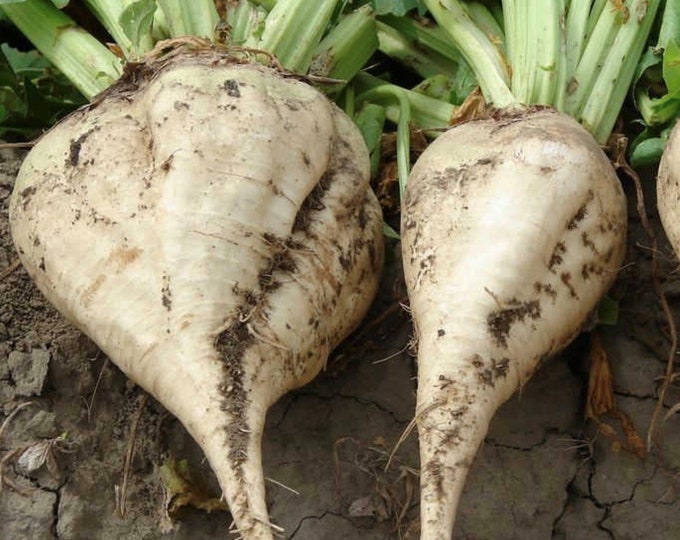Sugar Beet Seeds | Heirloom - Etsy