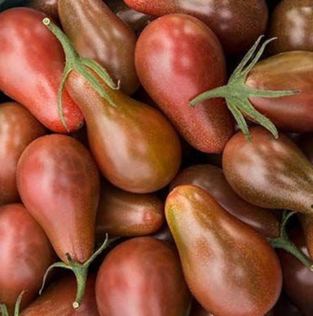 Midnight Pear Tomato Seeds | Organic - Etsy Canada