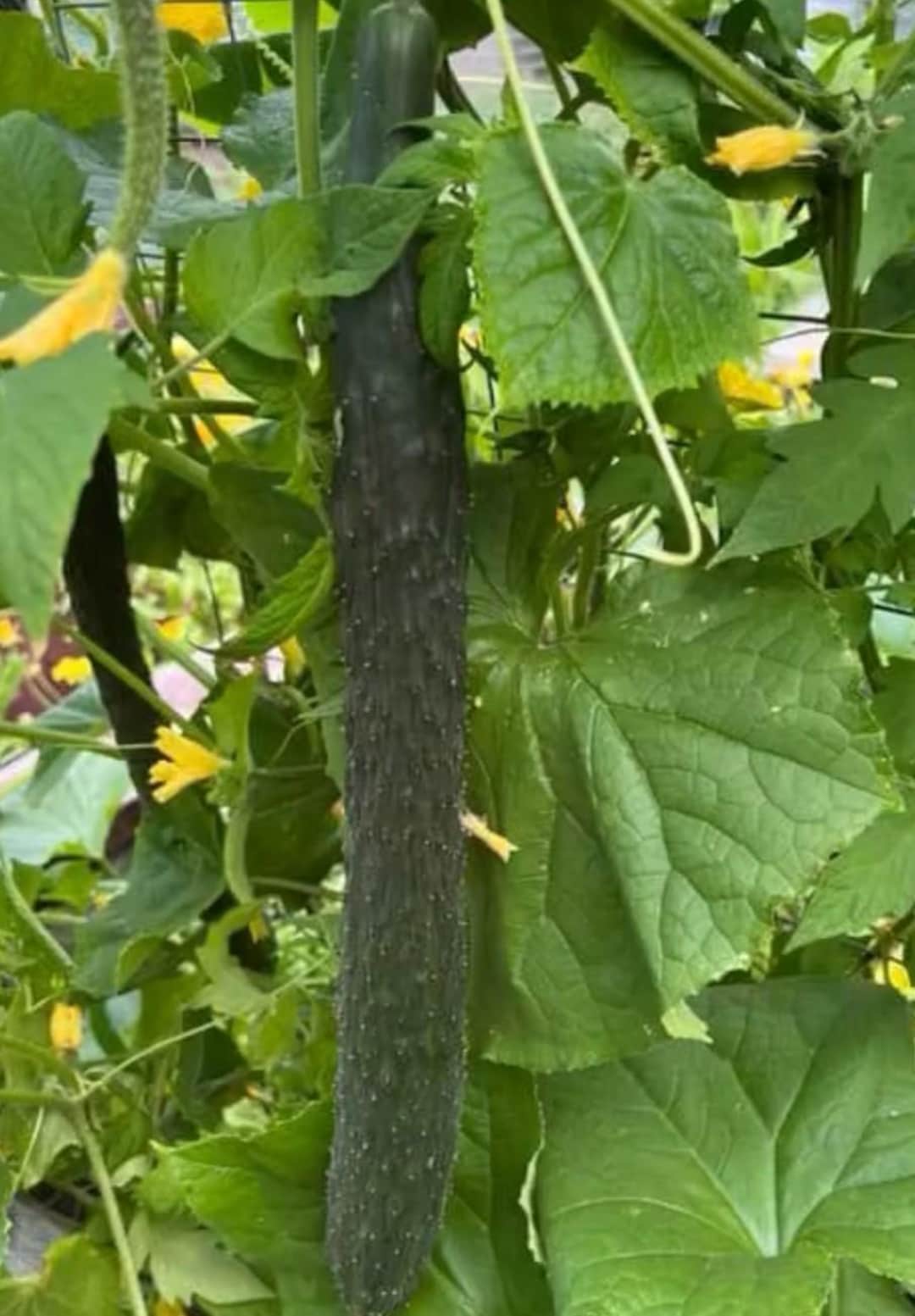 China Jade Cucumber Seeds | Heirloom - Etsy