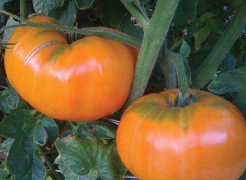 Nebraska Wedding Tomato Seeds | Heirloom - Etsy