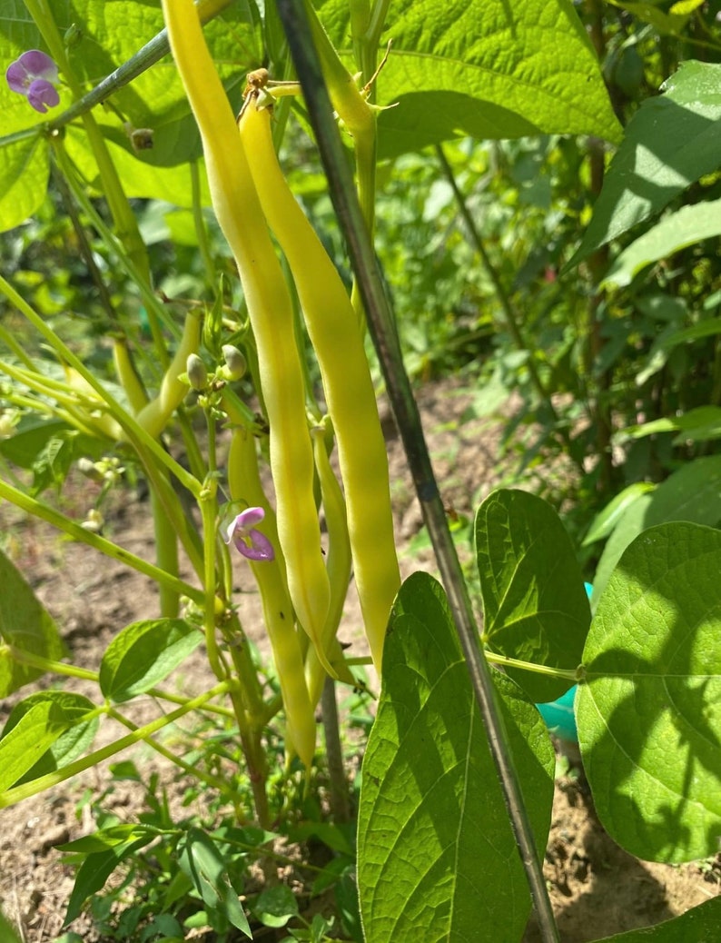 Cherokee Wax Yellow Bean Seeds | Heirloom | Organic - Etsy