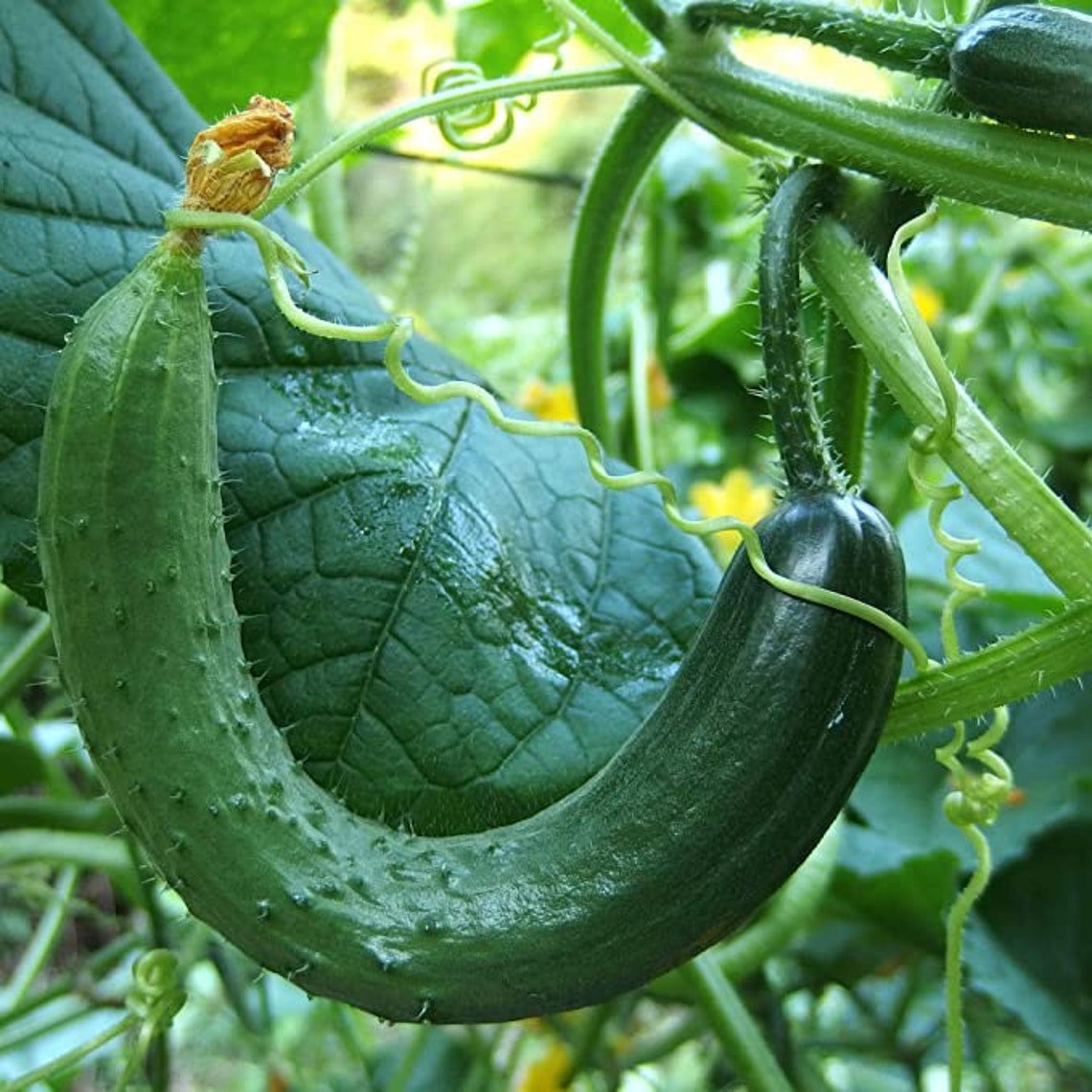 Chinese Snake Curved Cucumber Seeds - Etsy