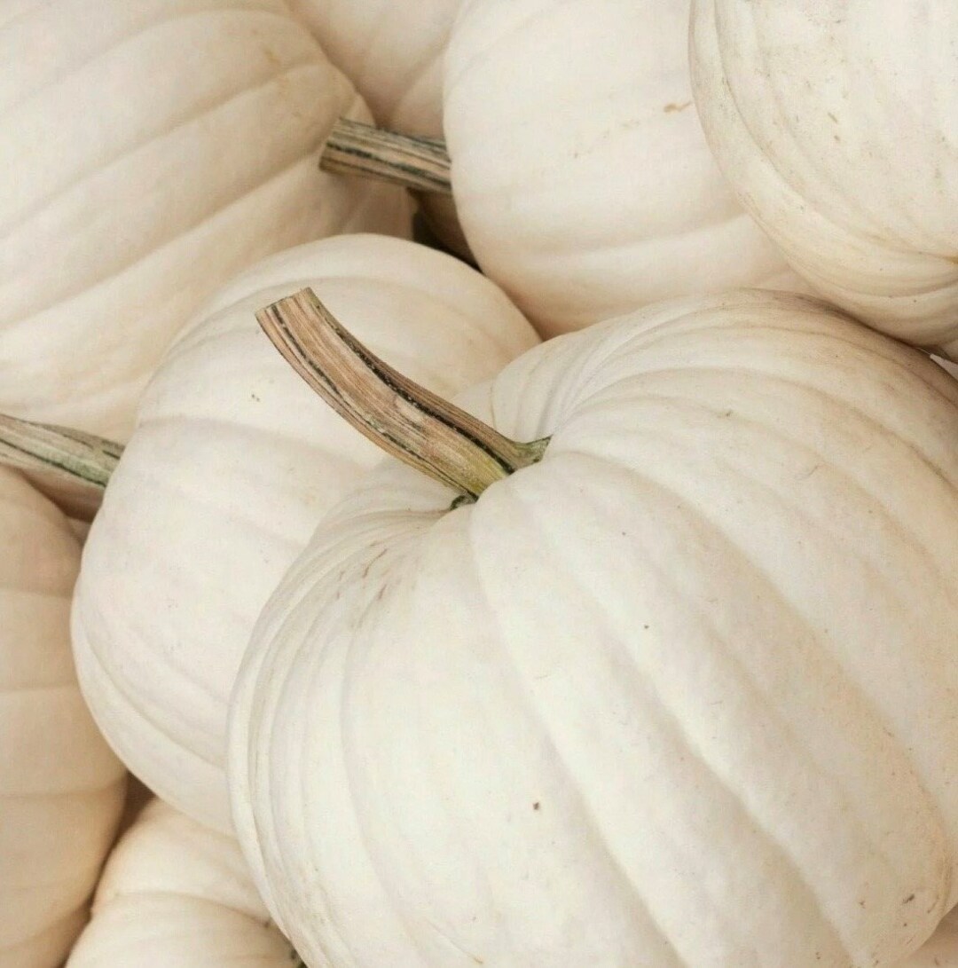 Casper White Pumpkin Seeds - Etsy