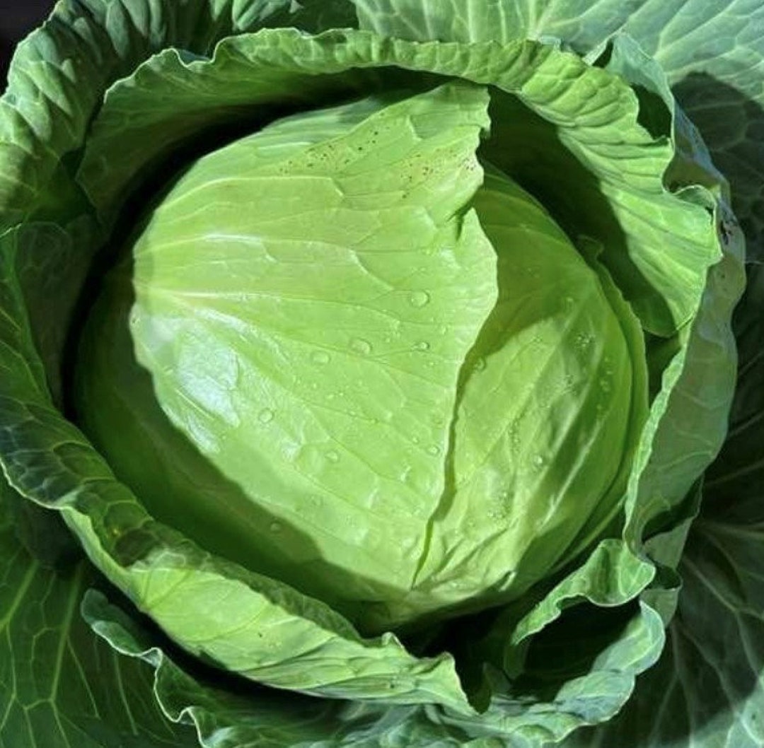 Late Flat Dutch Cabbage Seeds | Heirloom - Etsy