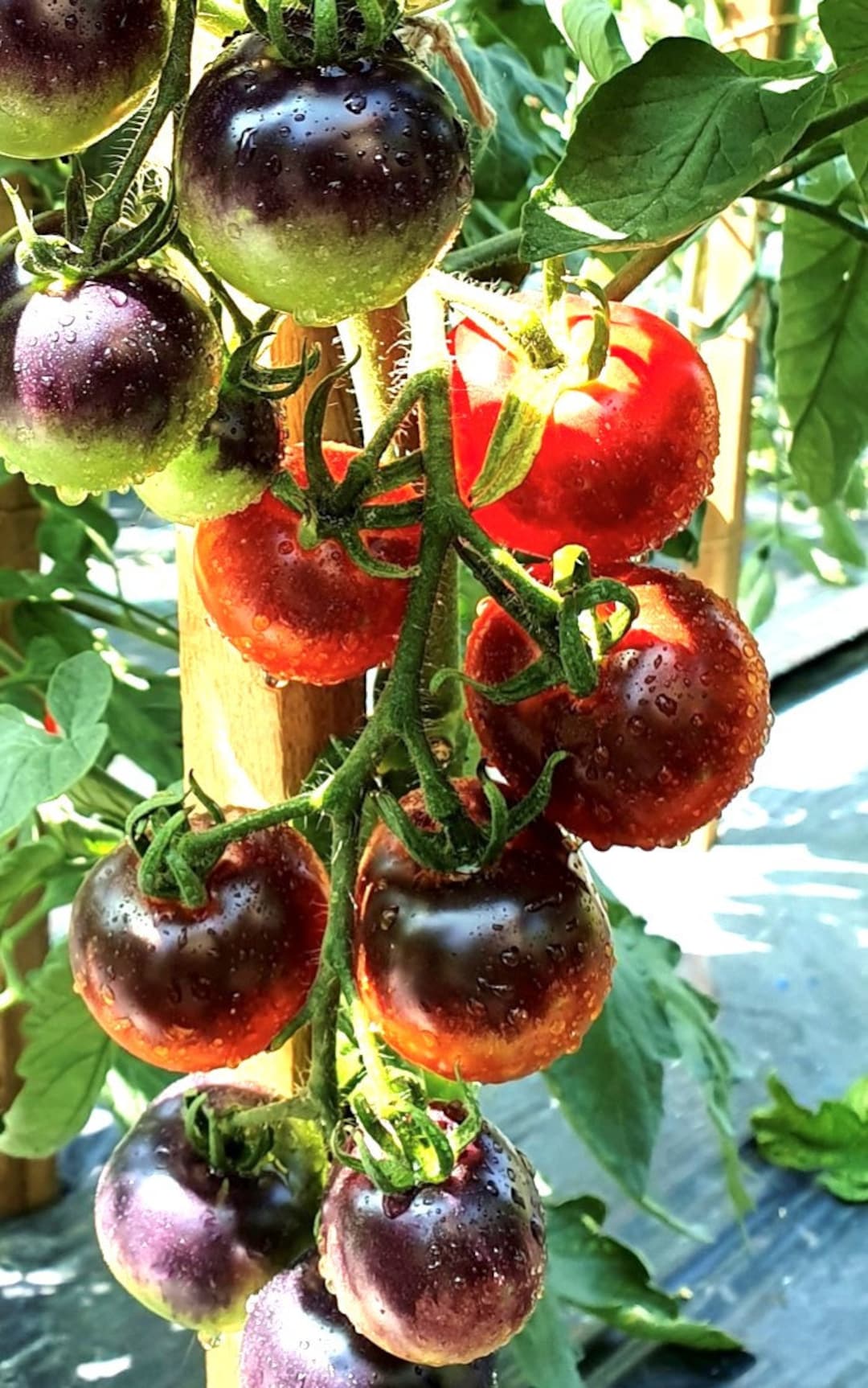 Cascade Village Blue | Heirloom Tomato Seeds | Organic - Etsy