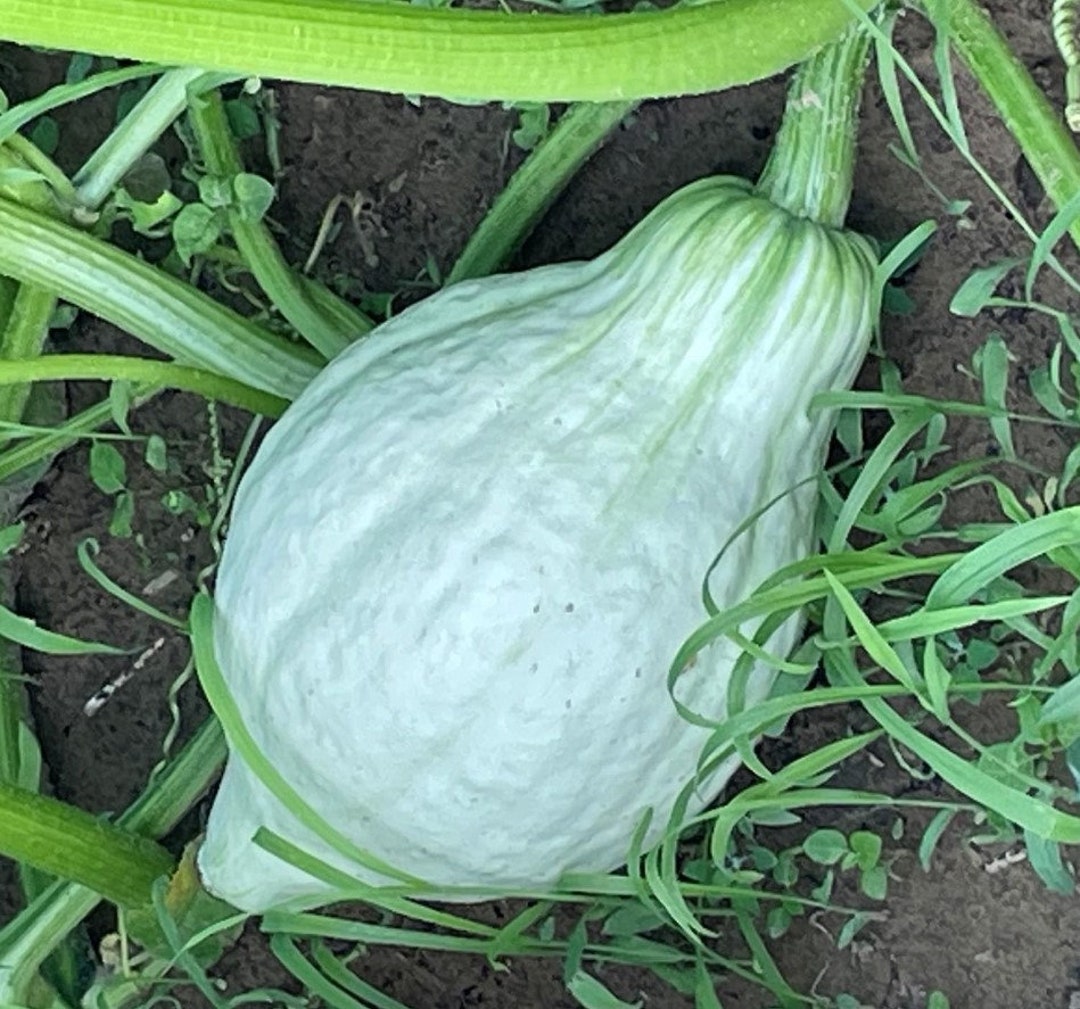 Blue Hubbard (winter) Squash Seeds | Heirloom - Etsy