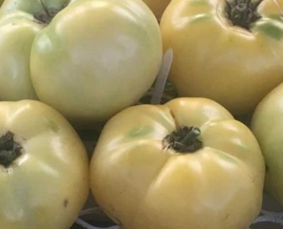 White Tomesol Tomato Seeds - Etsy