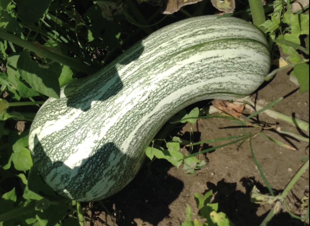 Cushaw Green Striped (winter) Squash Seeds | Heirloom - Etsy