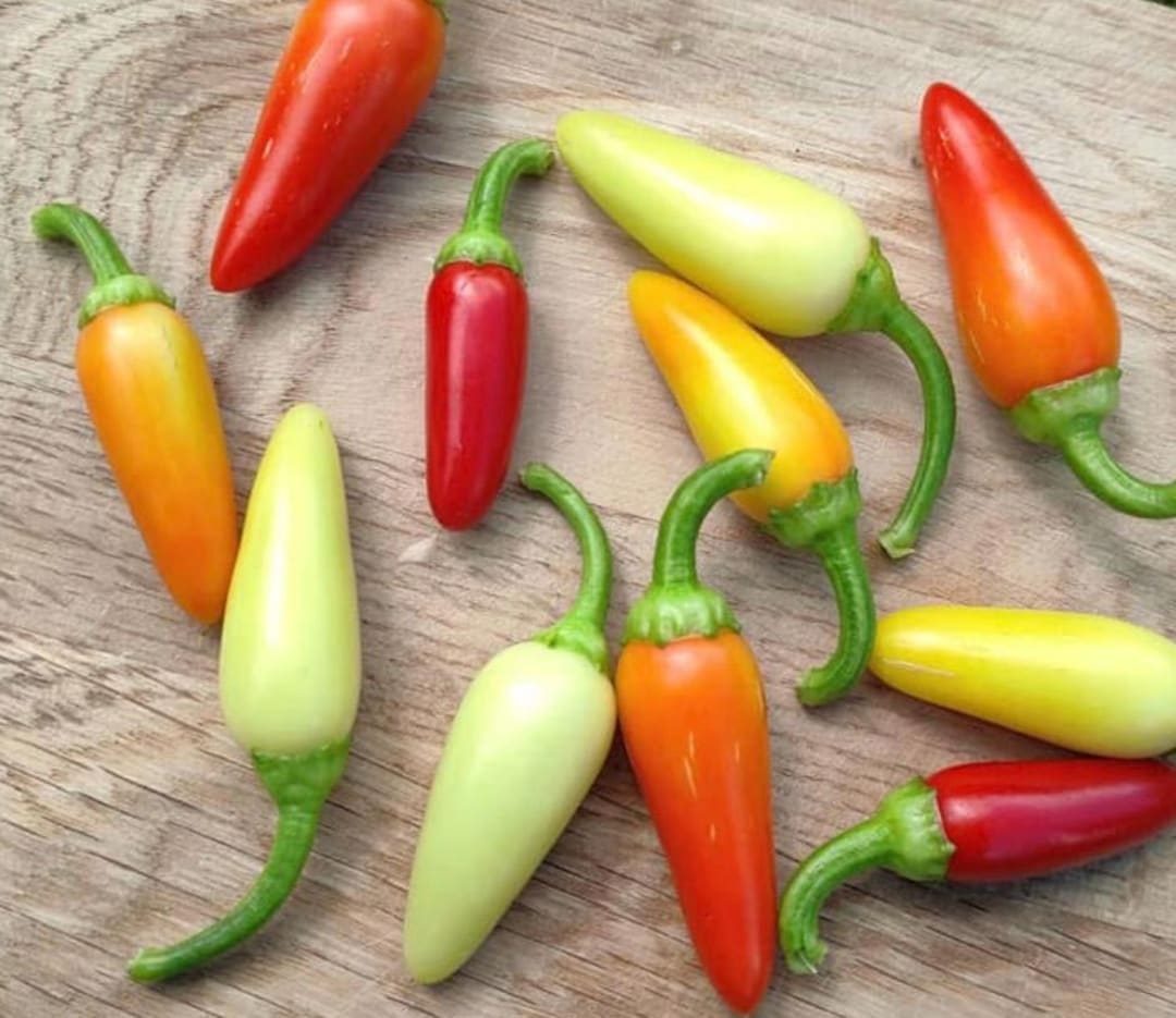 Cascabella (hot) Pepper Seeds - Etsy
