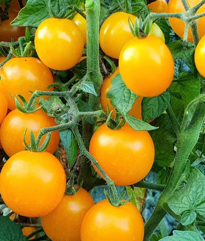Dwarf Eagle Smiley Tomato Seeds - Etsy