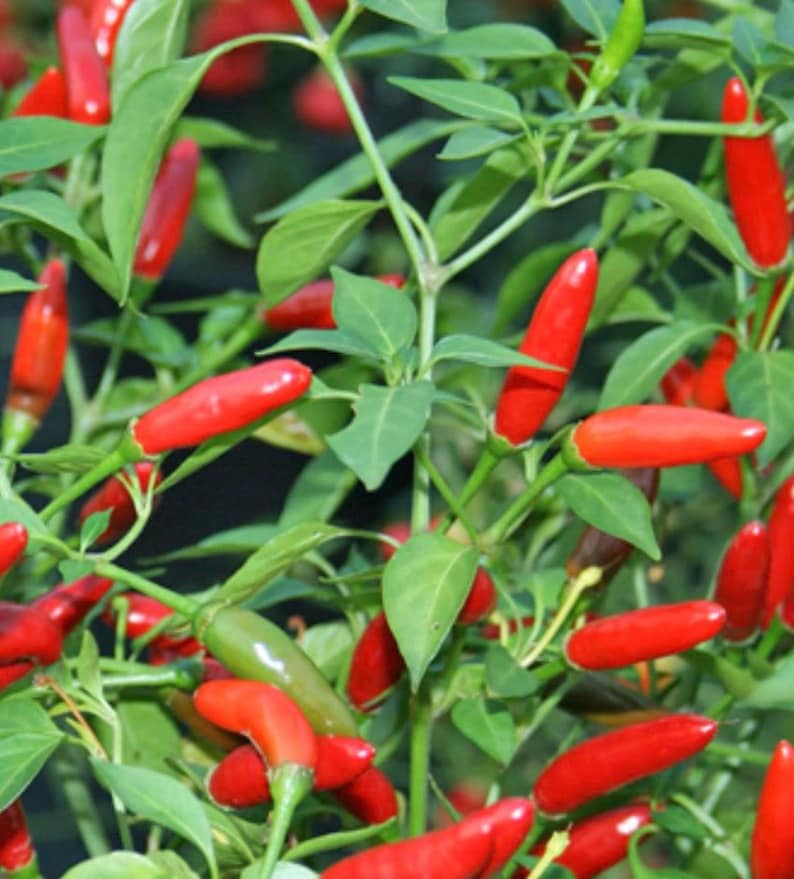 Pequin (hot) Pepper Seeds - Etsy